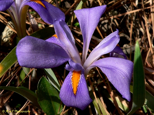 Iris verna var. smalliana