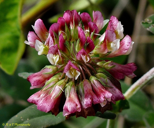 Trifolium reflexum