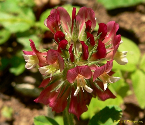 Trifolium reflexum