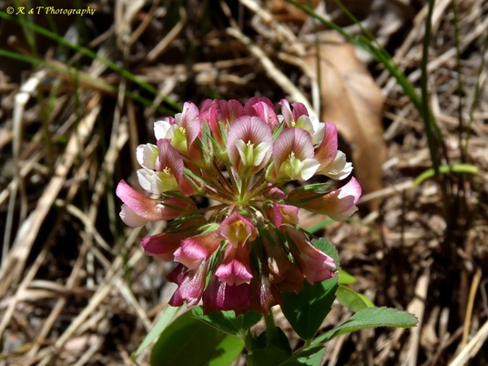 Trifolium reflexum