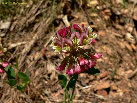 Trifolium reflexum