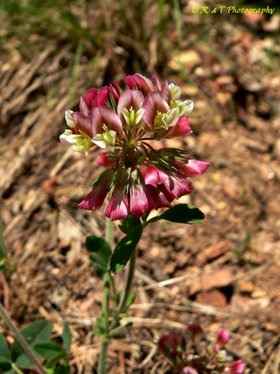 Trifolium reflexum