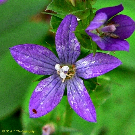 Triodanis perfoliata