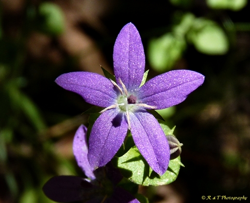 Triodanis perfoliata